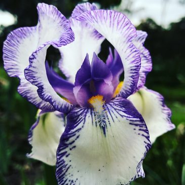About Iris – NSW Iris Society
