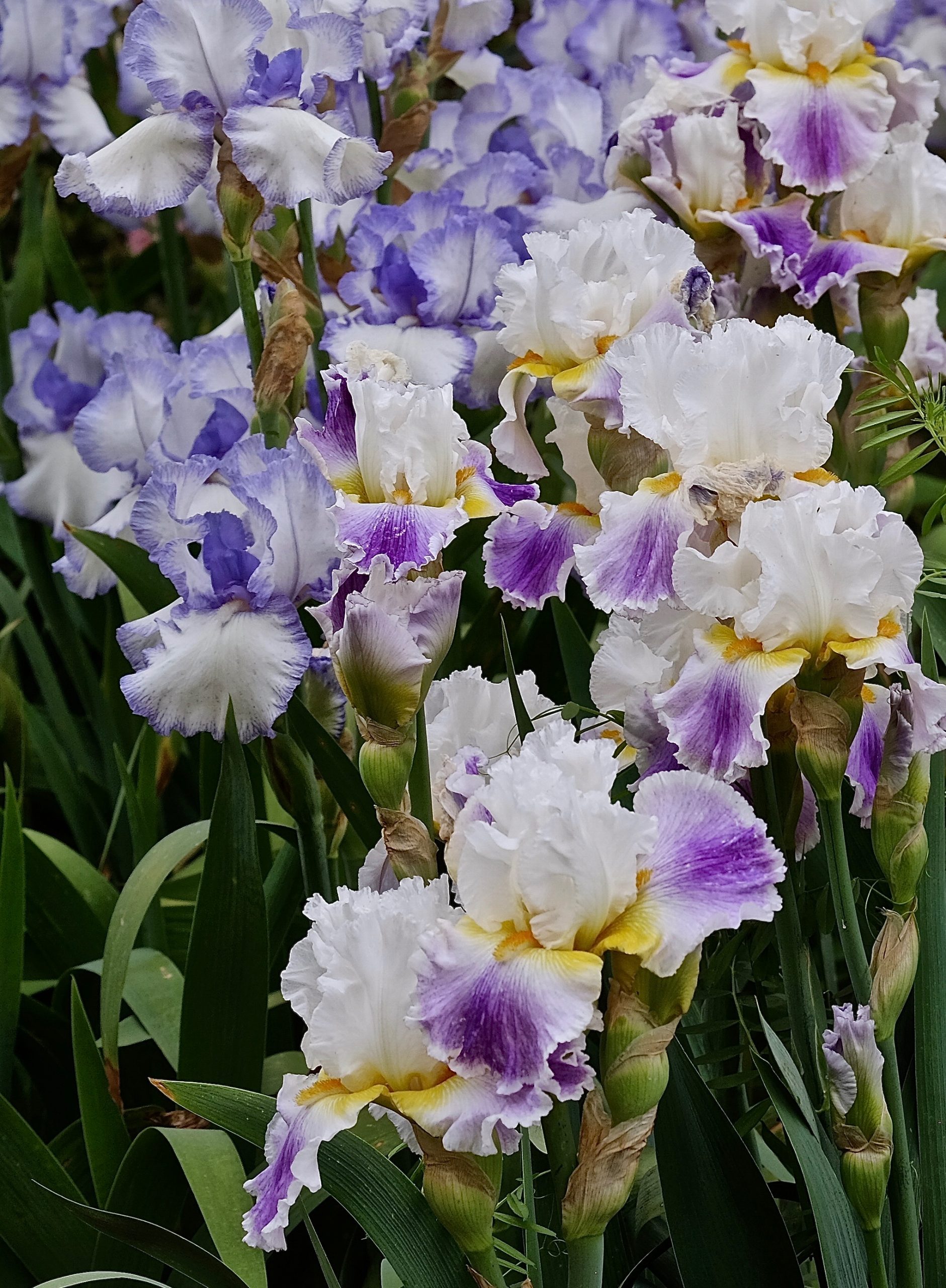 Iris Society New South Wales – Sharing the beauty, diversity and ...