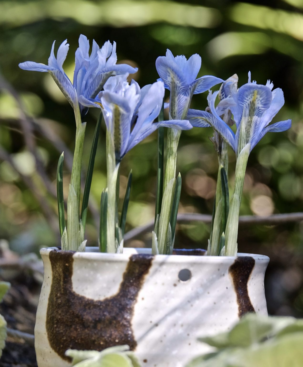 About Iris – NSW Iris Society