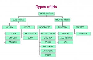 About Iris – NSW Iris Society