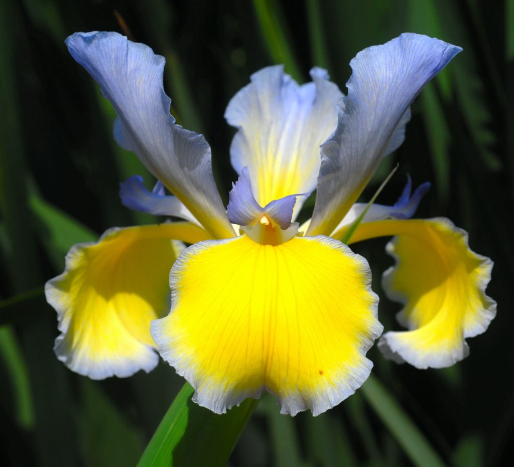 About Iris – NSW Iris Society